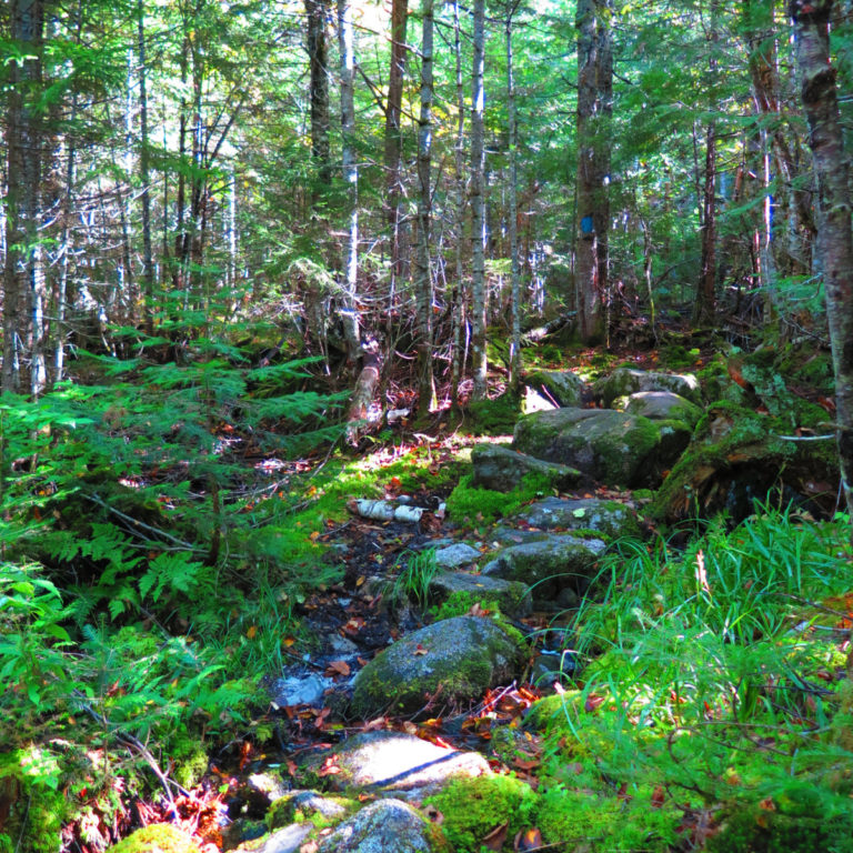 Trip Report: North Brother Mountain – Protean Wanderer