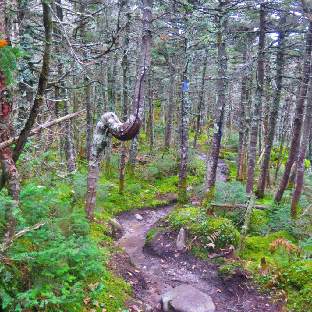 Trip Report: Pemi Loop – Protean Wanderer