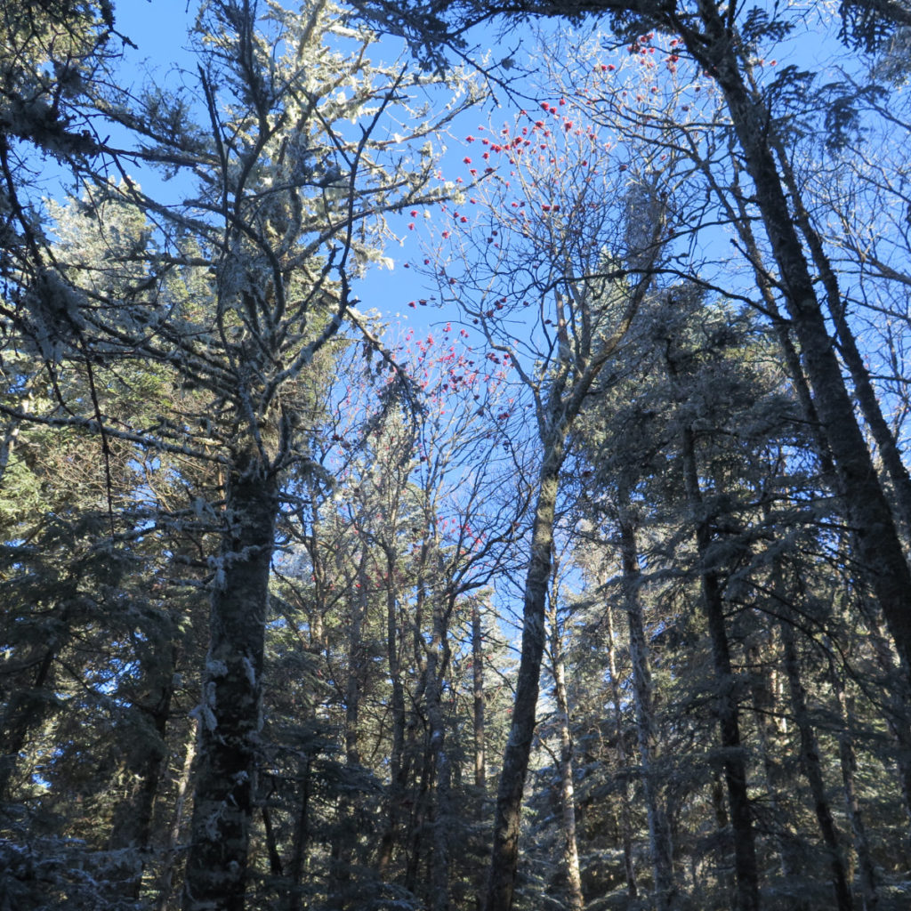 Trip Report: Mt Pierce – Protean Wanderer