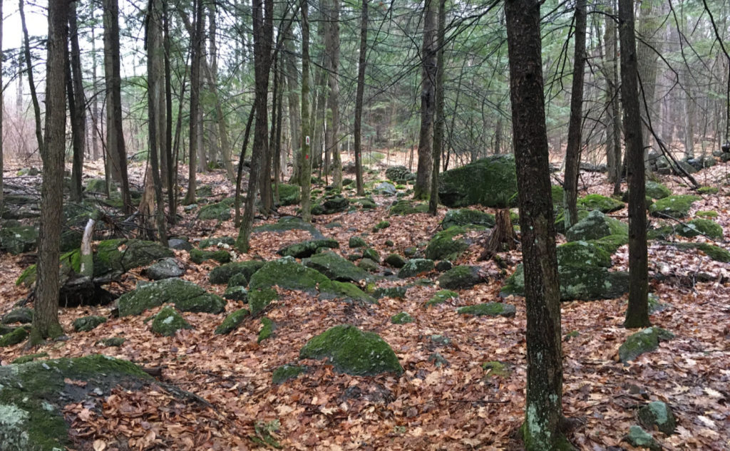 Trip Report: Exploring Fox Research and Demonstration Forest – Protean ...