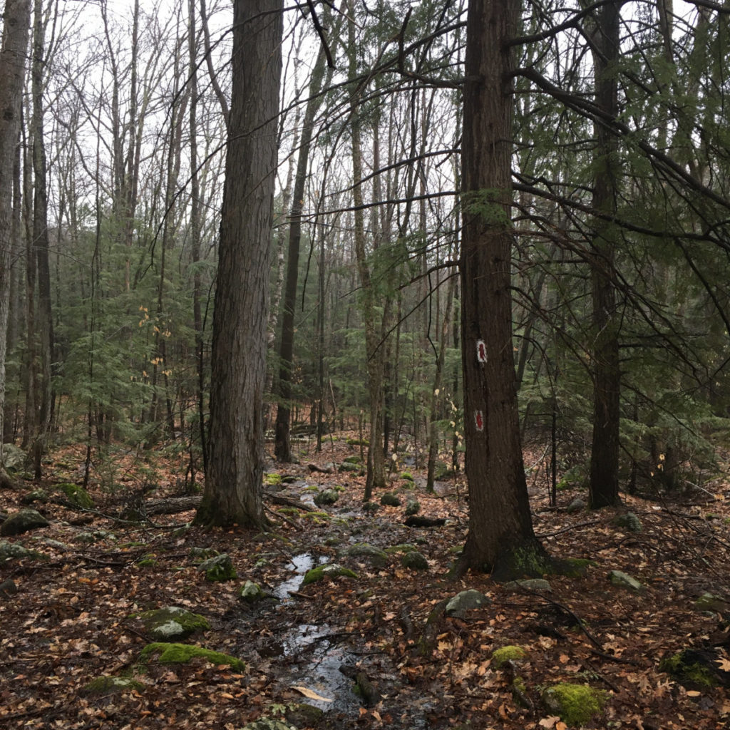 Trip Report: Exploring Fox Research and Demonstration Forest – Protean ...