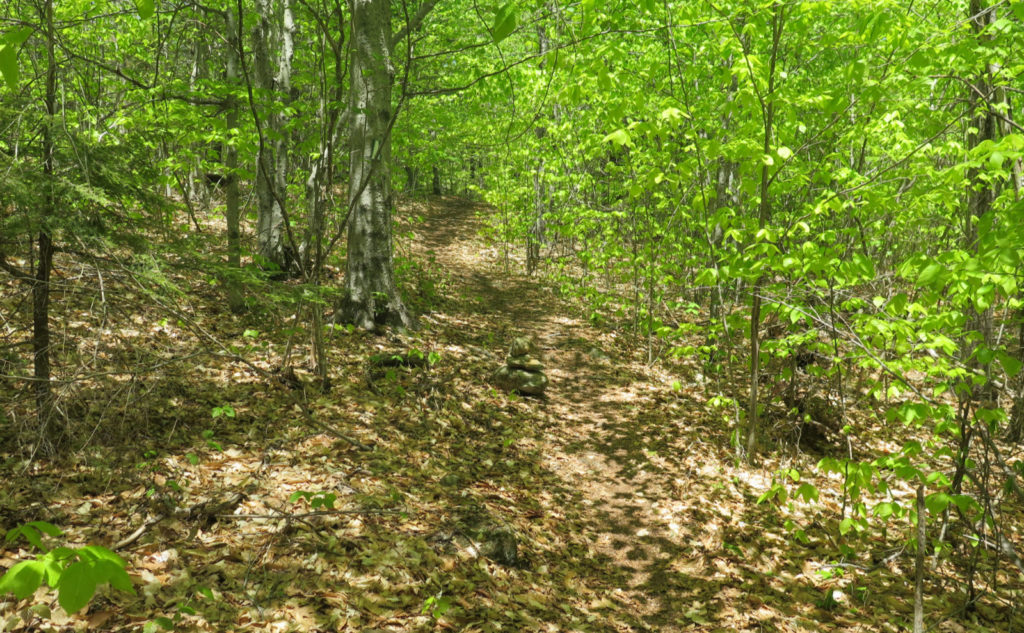 Trip Report: Signs of Summer on Ragged Mountain – Protean Wanderer