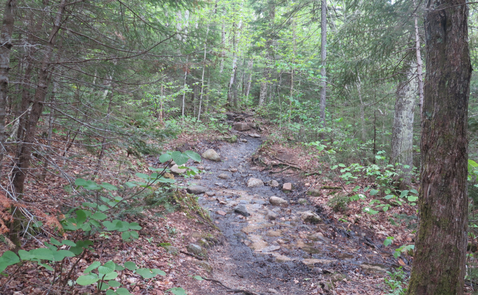 Trip Report: Taking the Timber Camp Trail to the Top – Protean Wanderer