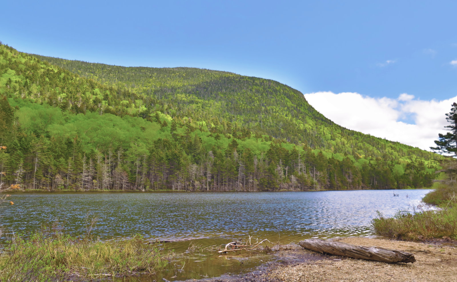 Trip Report: Taking the Timber Camp Trail to the Top – Protean Wanderer