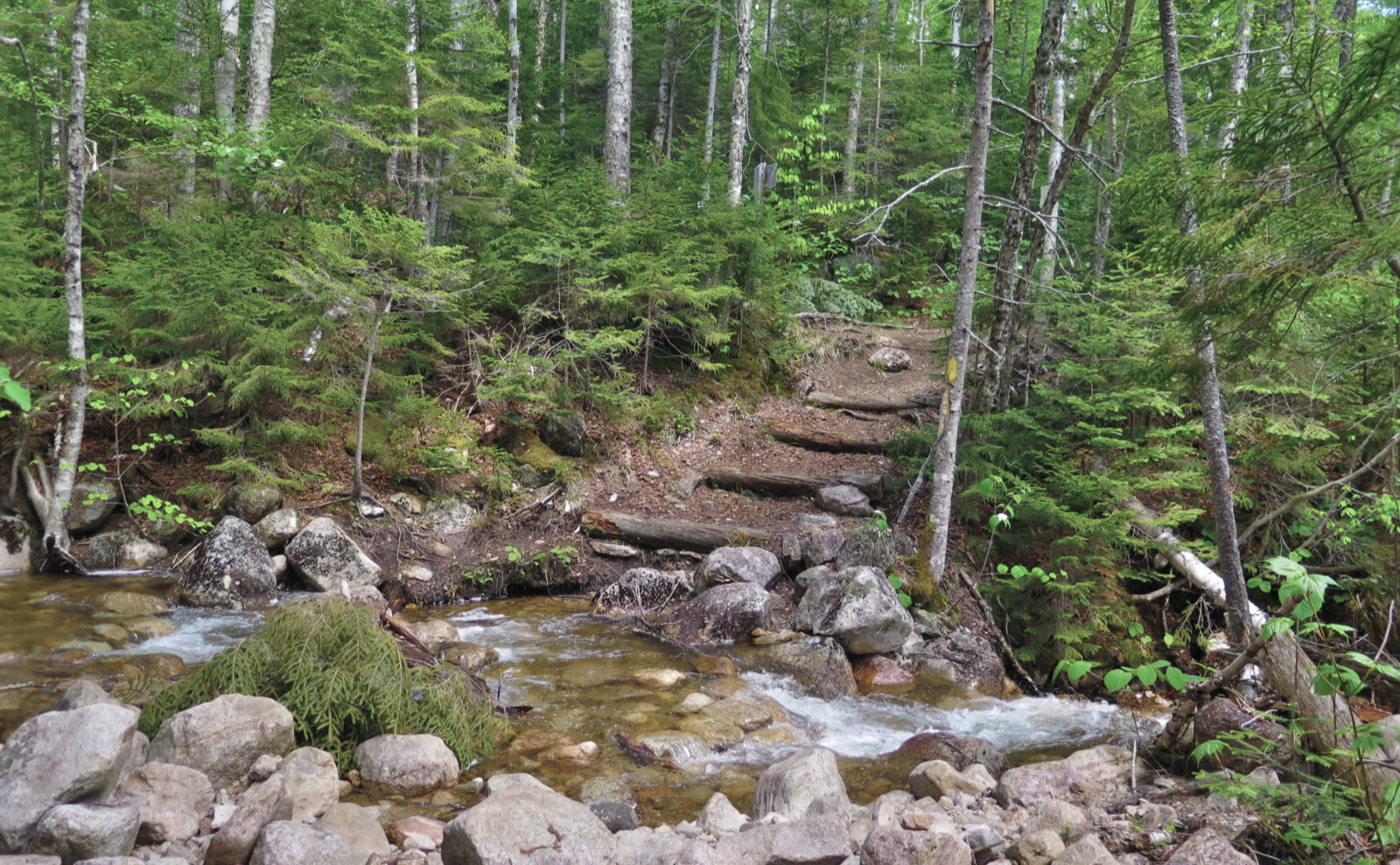 Trip Report: Taking the Timber Camp Trail to the Top – Protean Wanderer