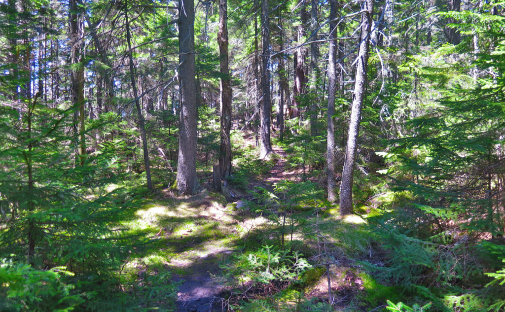 Trip Report: Signs of Summer on Ragged Mountain – Protean Wanderer