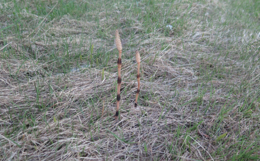 Trip Report: Signs of Summer on Ragged Mountain – Protean Wanderer