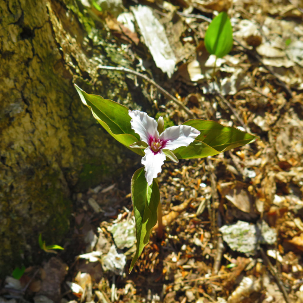 Trip Report: Signs of Summer on Ragged Mountain – Protean Wanderer