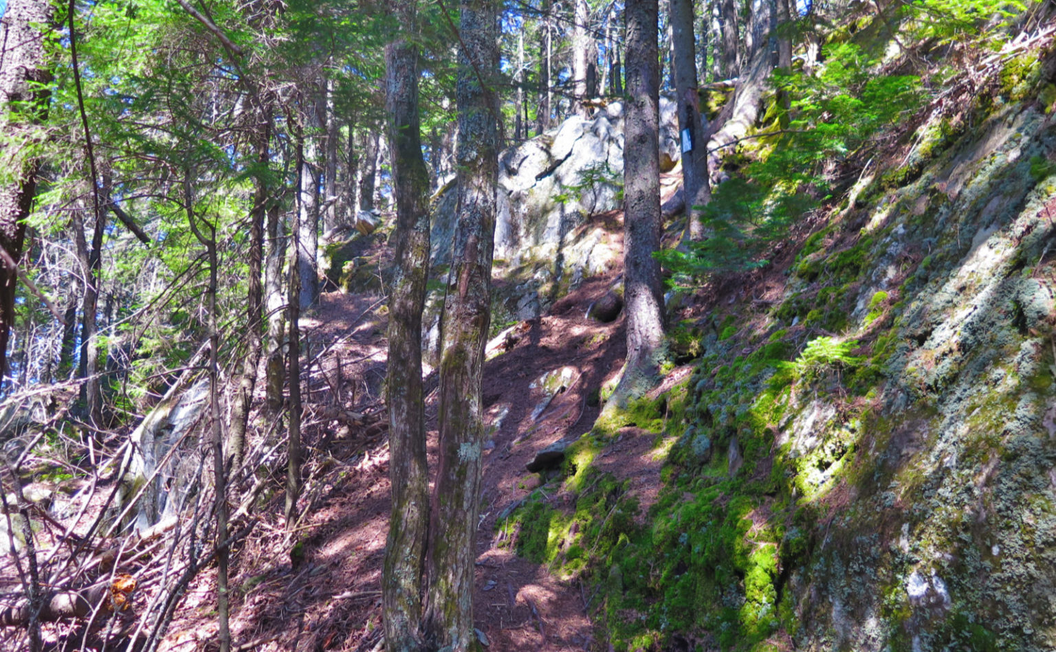 Trip Report: Signs of Summer on Ragged Mountain – Protean Wanderer