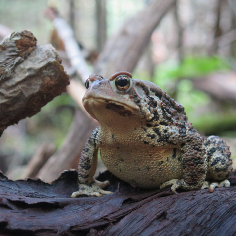 Trip Report: A hard fought hike across Mt Wolf to Eliza Brook ...