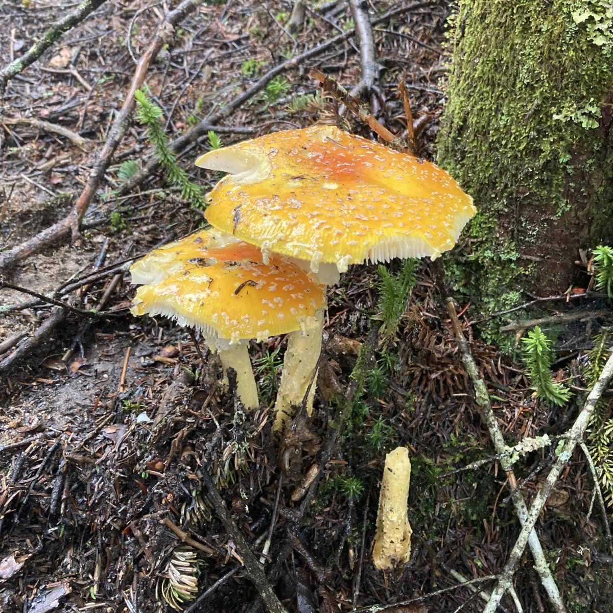 Trip Report: Grand Tour of the Pemigewasset — AKA a Pemi Loop ...