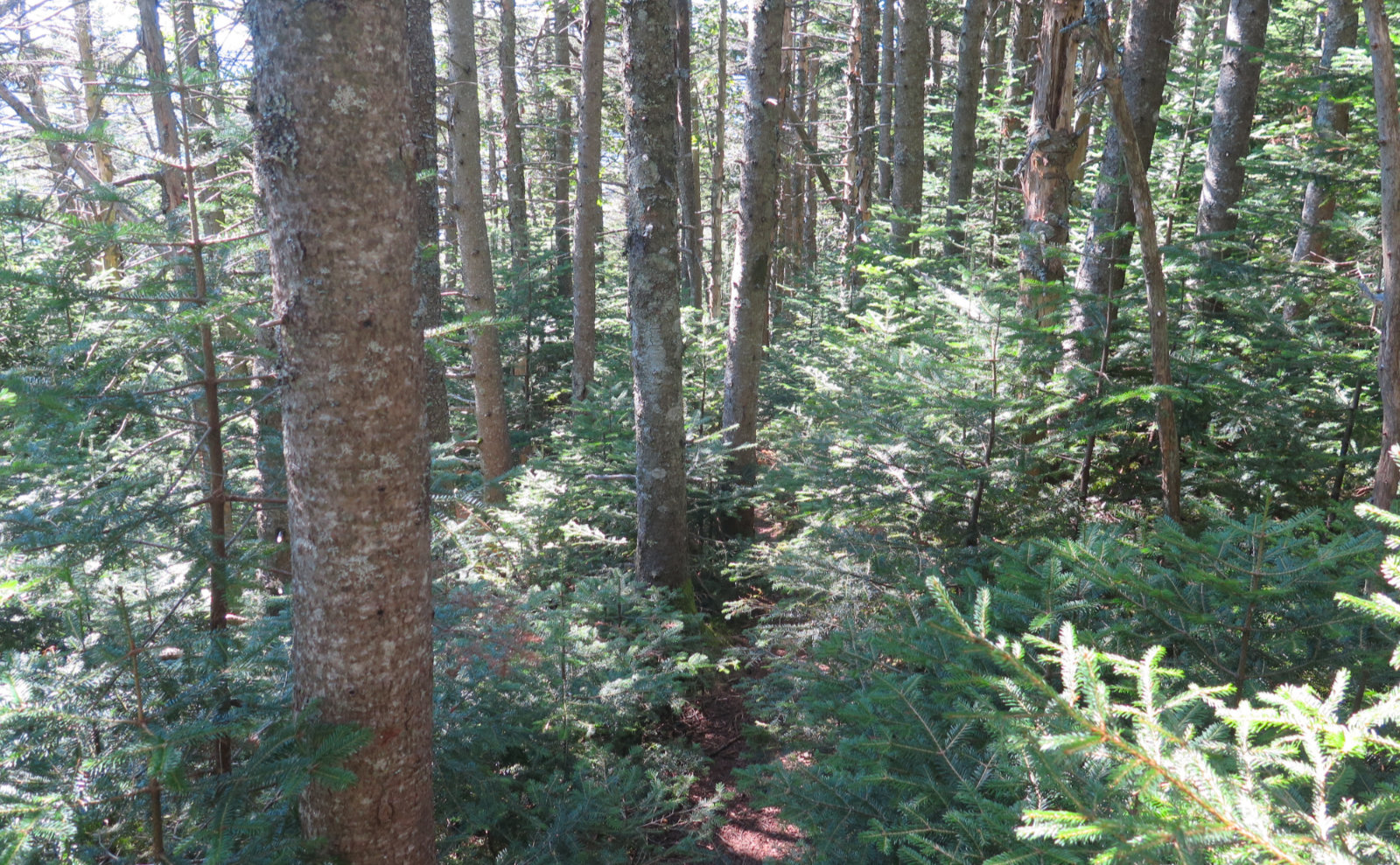 Trip Report: Stillness and Solitude: Hiking Mt Nancy, and out to ...