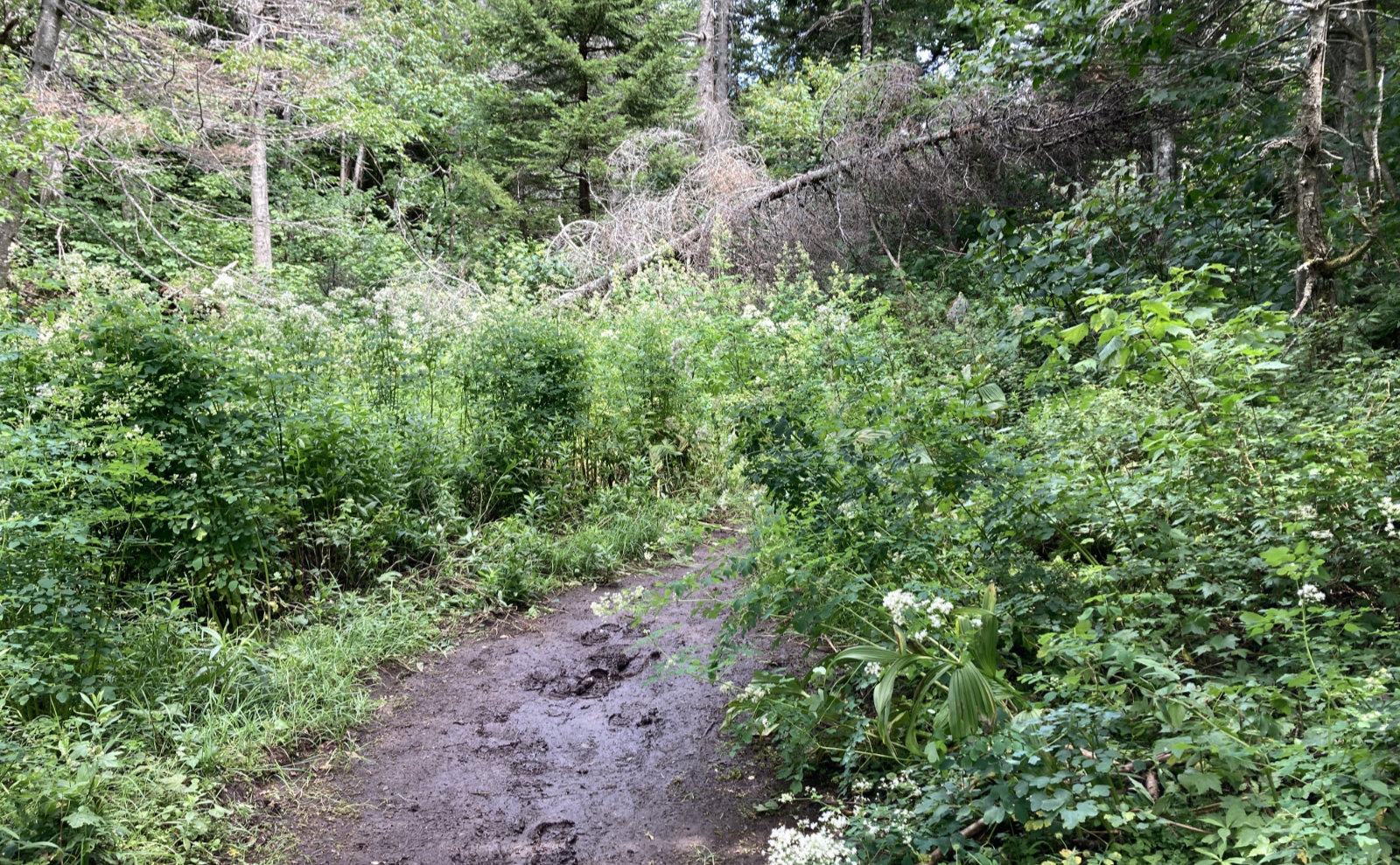 Trip Report: Mahoosuc Notch — Hiking the Toughest Mile of the ...