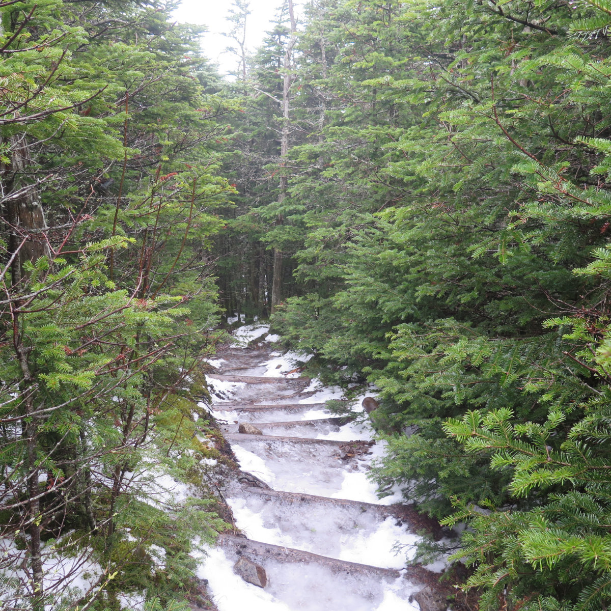 Trip Report: Thanksgiving Trio on Tom, Field, and Willey – Protean Wanderer