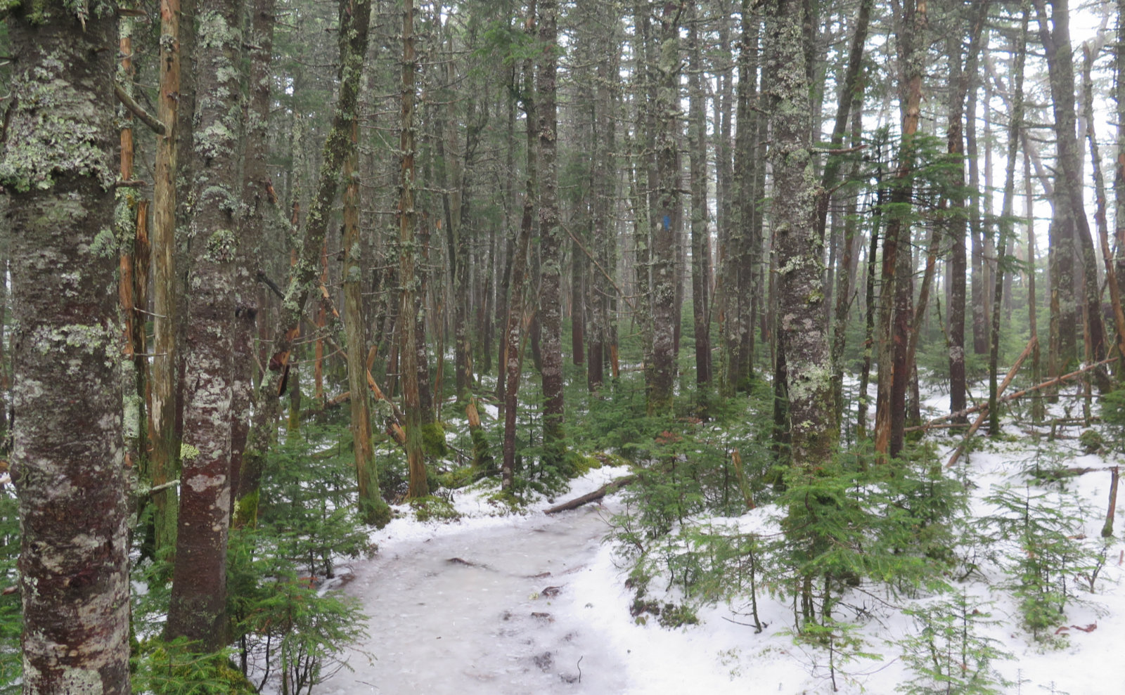 Trip Report: Thanksgiving Trio on Tom, Field, and Willey – Protean Wanderer