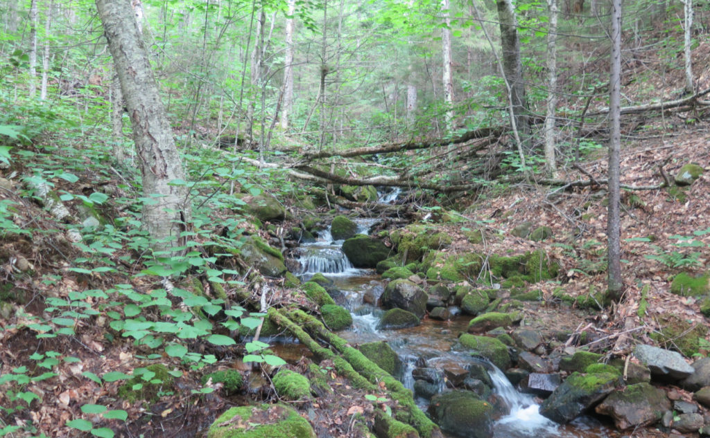 Trip Report: Seeking Seclusion at East Pond – Protean Wanderer