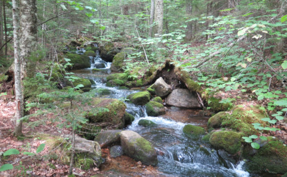 Trip Report: Seeking Seclusion at East Pond – Protean Wanderer