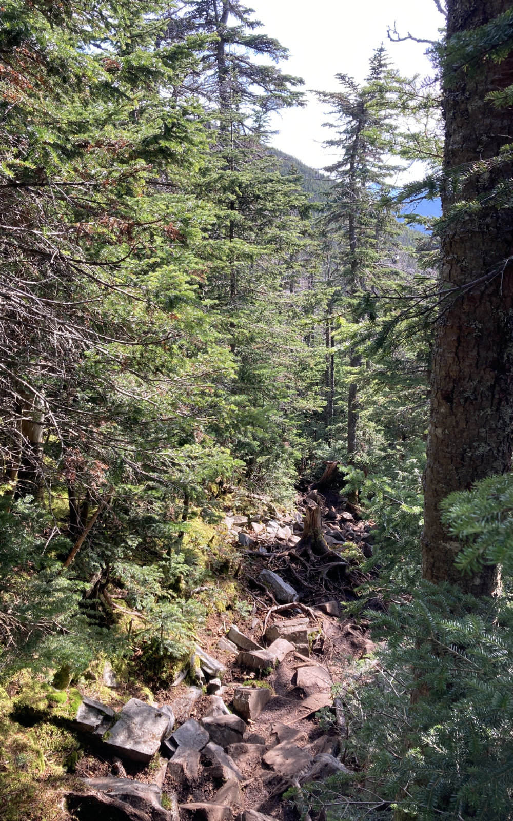 Trip Report: Is Tom, Field, Willey a hard hike? – Protean Wanderer