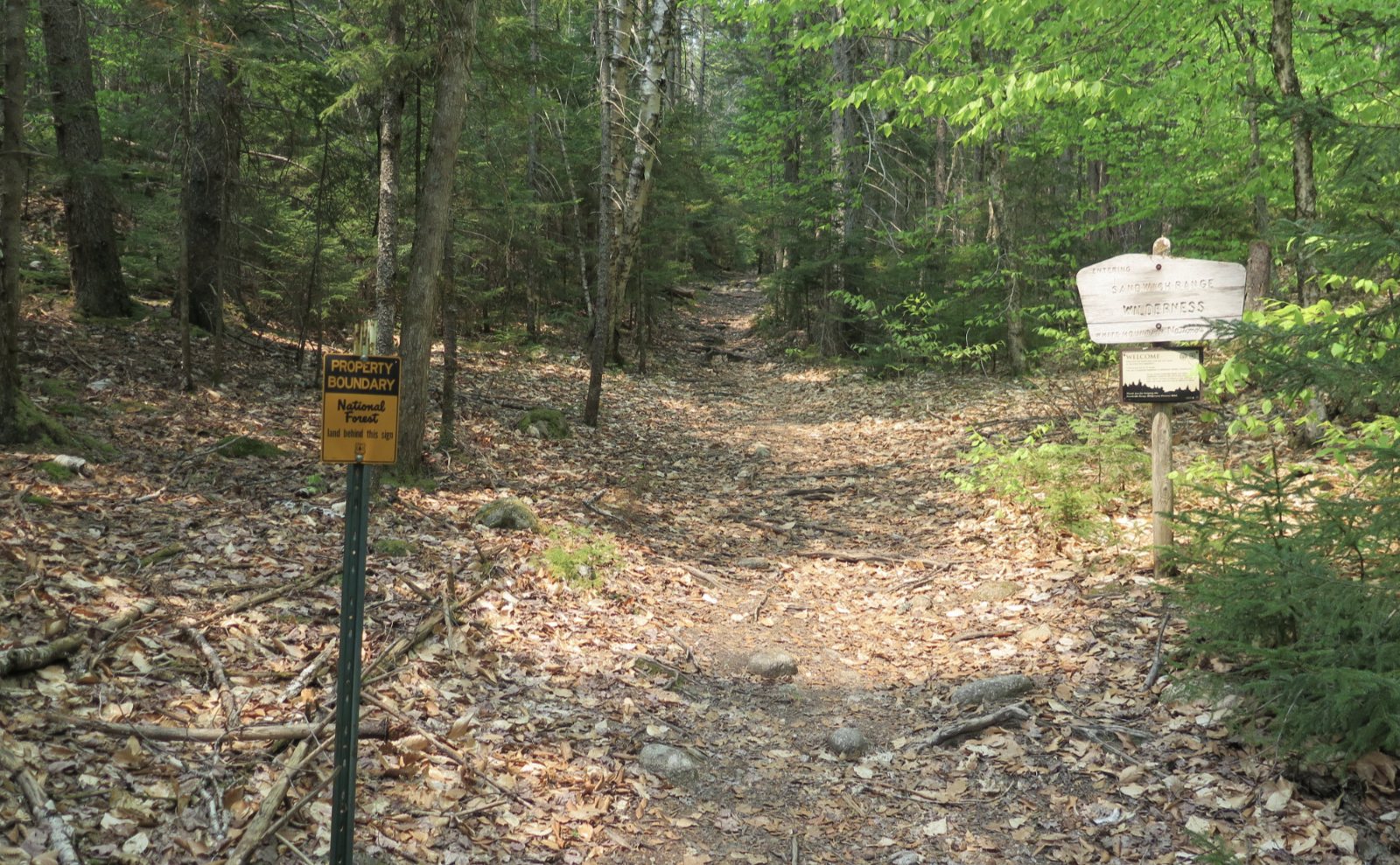 Trip Report: Whiteface and Passaconaway, a sub-alpine sandwich ...