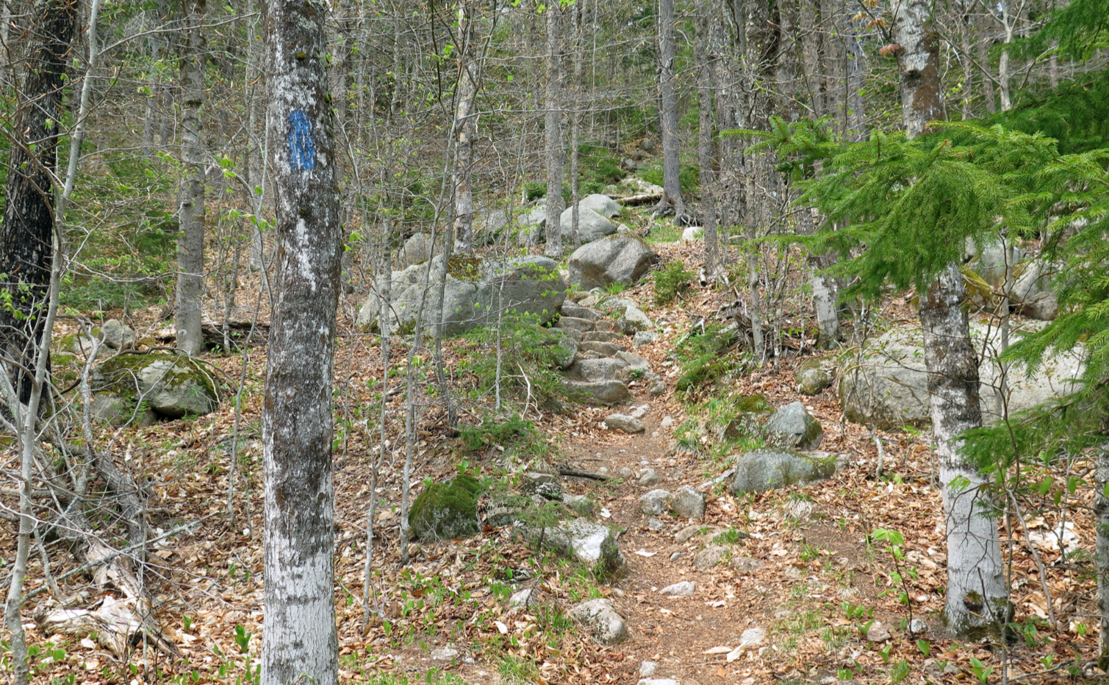 Trip Report: Whiteface and Passaconaway, a sub-alpine sandwich ...