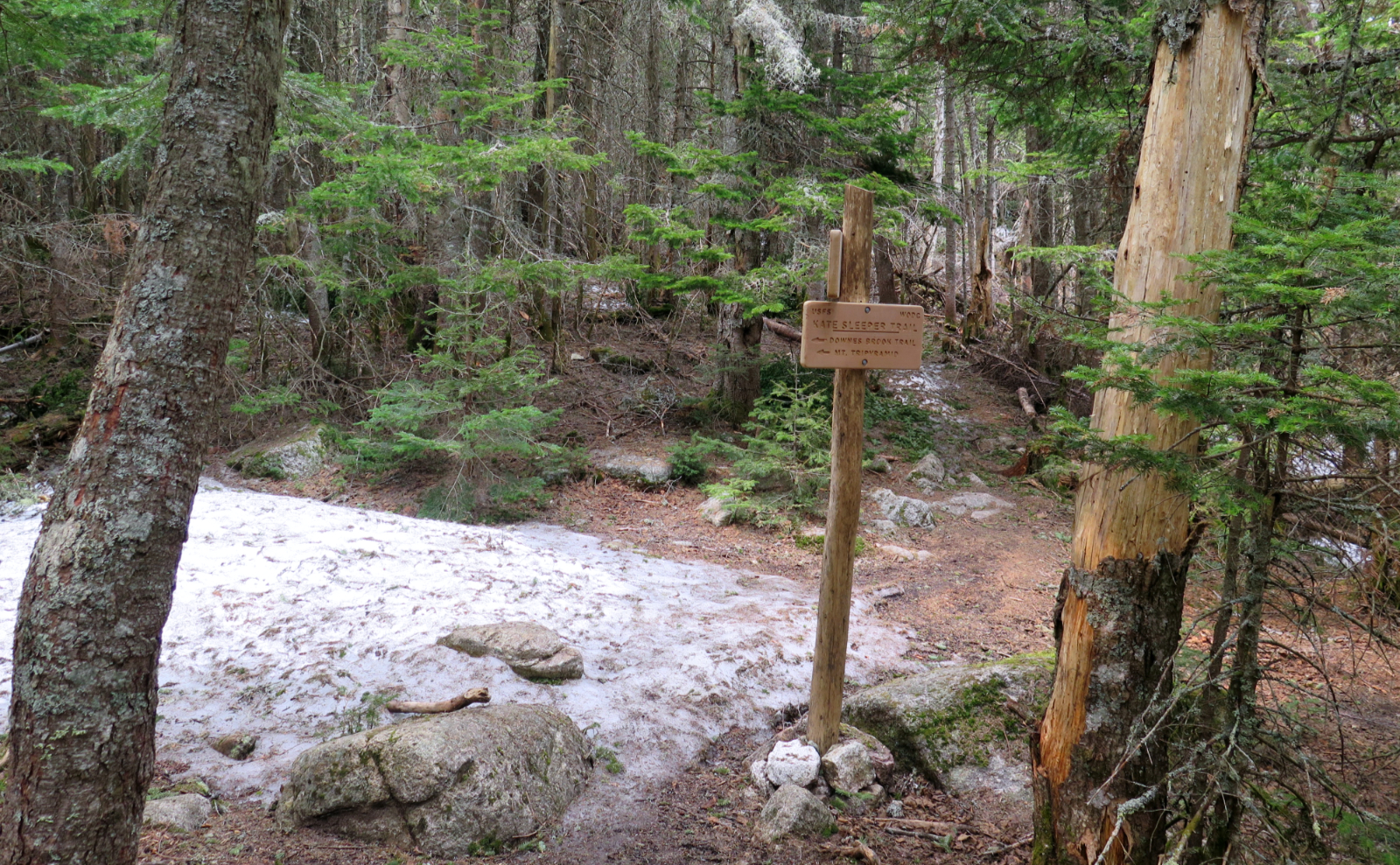 Trip Report: Whiteface and Passaconaway, a sub-alpine sandwich ...