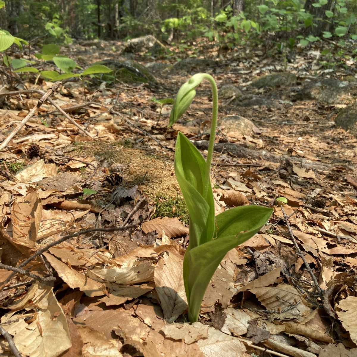 Trip Report: Whiteface and Passaconaway, a sub-alpine sandwich ...