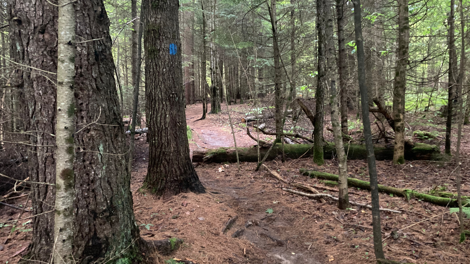 Trip Report: Kinsman Pond Overnight. – Protean Wanderer