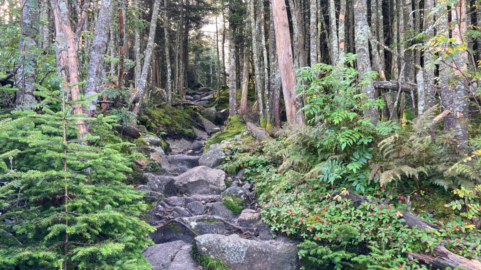 Trip Report: Kinsman Pond Overnight. – Protean Wanderer