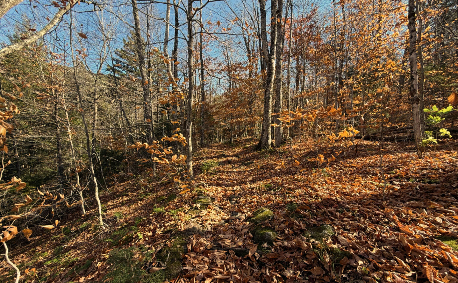 Mt Moriah – Protean Wanderer